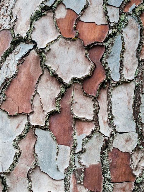 Abstract Photography Of Moss Covered Tree Bark In Cumbria