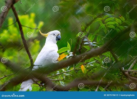 Cockatoo Parrot Sitting On A Green Tree Branch In Australia Big White