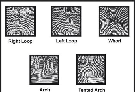 Left Slant Loop Fingerprint