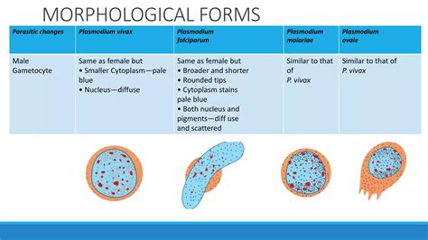 Laboratory Diagnosis Of Malariapptx