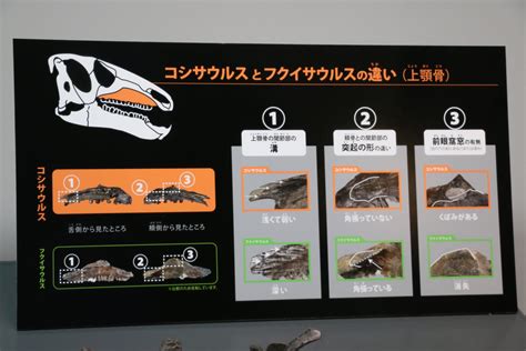 備忘録「日本の恐竜と中生代哺乳類」ミネラルフェア特別講演レポその3 ひろさんのいつまでたっても工事中