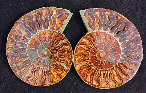 243g Fossilized Color Snail Ammonite Mineral Multi Color Fire In