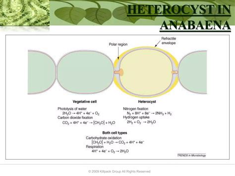 Heterocyst Differentiation Pptx