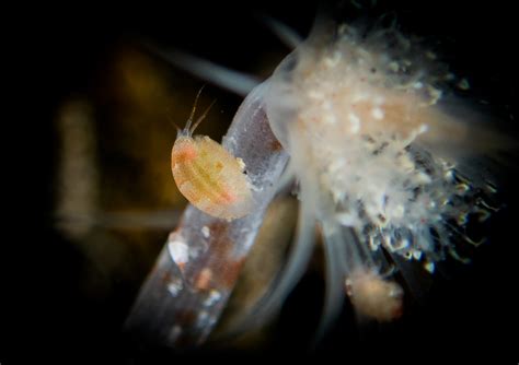 Ladybug Amphipod By Christoph Troesch