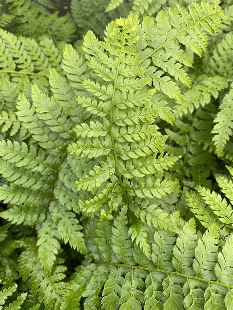 Polystichum Setiferum Dahlem The Beth Chatto Gardens
