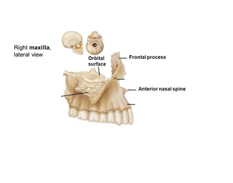 Process Bone Marking
