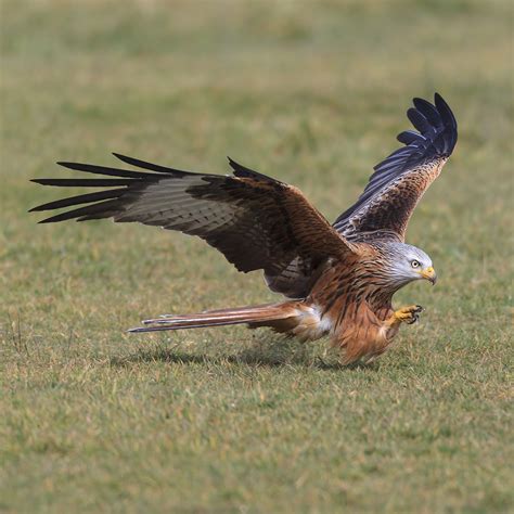 Коршуны картинки и фото Poknokart