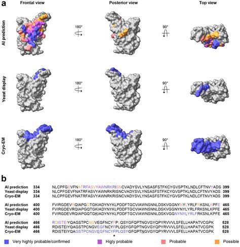 Integrating Artificial Intelligence Based Epitope Prediction In A Sars Cov 2 Antibody Discovery
