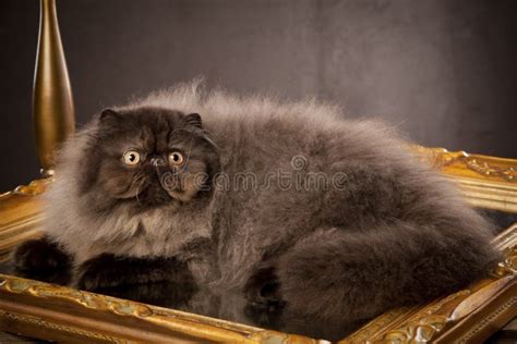 Long Haired Persian Cat Stock Image Image Of Mammal Hair 8724341