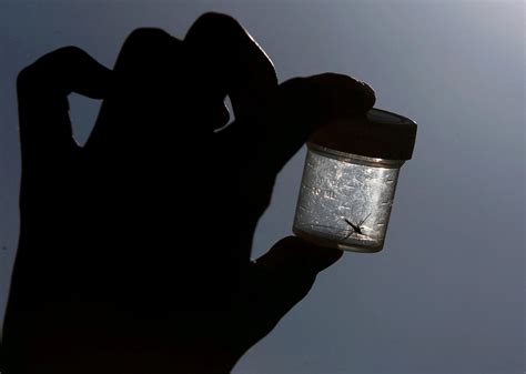 What To Know About Malaria After Rare Cases Found In Florida Texas