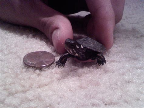 Penny Turtle By Gohe1090 On Deviantart