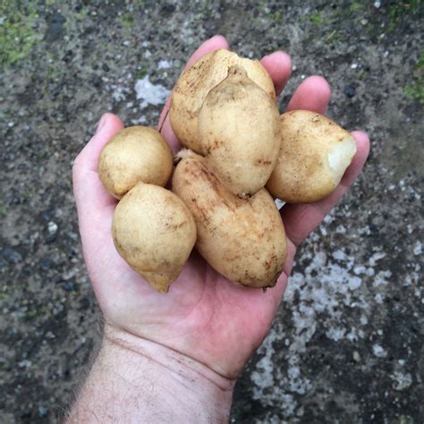 Dahlia Root