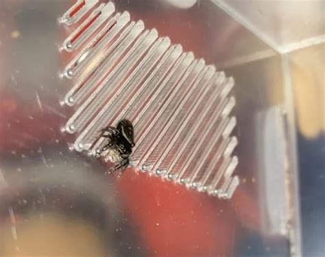 Can Someone Help Me Sex My Jumping Spider R Jumpingspiders