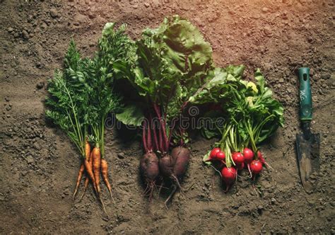 Fresh Vegetables Radish Carrot Beetroot On Ground On Farm At Sunset
