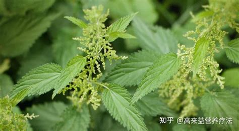 大量流鼻血止不住是什么原因？孩子晚上流鼻血是什么原因引起的？半夜熟睡中流鼻血是什么情况？13种治疗鼻出血的最佳家庭疗法和预防技巧 知乎