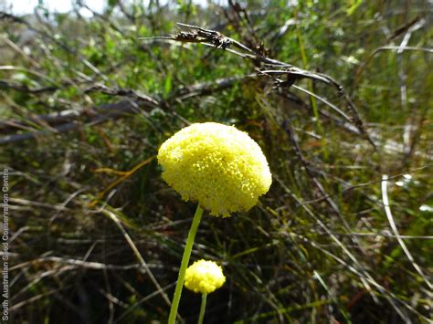 Craspedia Variabilis