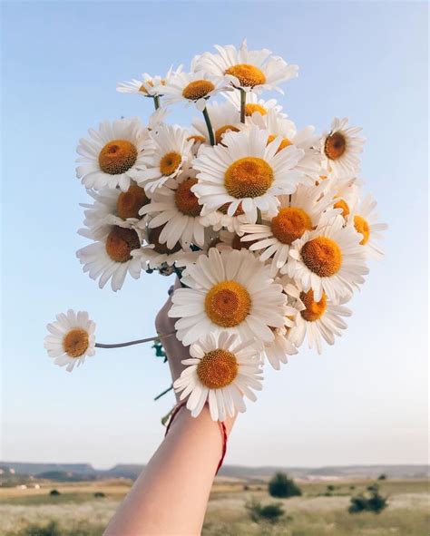 Идеи фото с ромашками