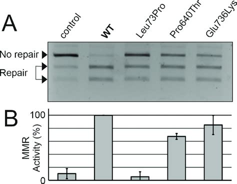 Analysis Of Mismatch Repair Activity Of The Mlh1 Variants Dna Mismatch
