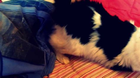 Kitty Cat Twerk Youtube