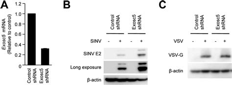 Mitochondrial Damage Elicits A TCDD Inducible Poly ADP Ribose Polymerase Mediated Antiviral