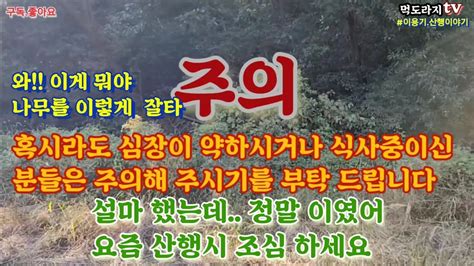 이게뭐야 실제 보신적 있나요 나무타는 구렁이 Youtube