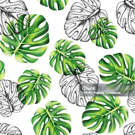 수채화 Seamless 패턴 와 사실적이고 선형적인 열대 그림 와 배경에 고립된 몬스테라 꽃 요소가 있는 아름 다운 식물 손으로 그린 로고입니다 디자이너 스파 장식 엽서