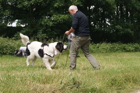 Der Sichere Abruf Derhundehaltercoach