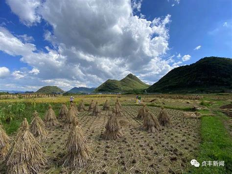 贞丰8 1万亩水稻收割接近尾声 贞丰县 机械化 种植