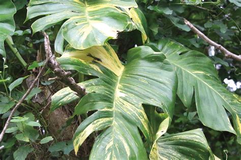 オウゴンカズラ 山口琉球等帰化植物図鑑 2017