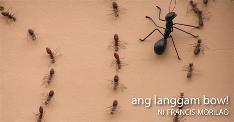 Ang Langgam Bow