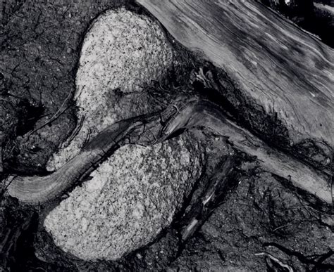 Edward Weston Bananasart Blart Art And Cultural Memory Archive