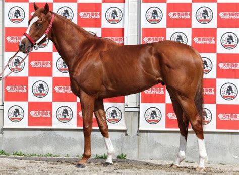 【皐月賞】シンエンペラー85点 完成度高く毛ヅヤも抜群 競馬ニュース Netkeiba