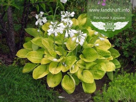 Hosta 'Maui Buttercups', Хоста 'Мауи Баттеркапс'