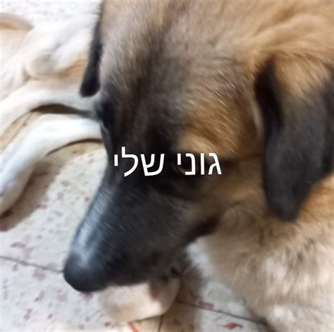 מידן כאשר מכניסים את הכלב לקונדישן מקסימום כוח במינימום משקל או