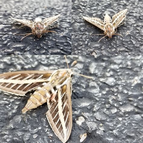 I Wonder If This Moth Is The Same As Mothra Sure Is Huge Tho Rgodzilla