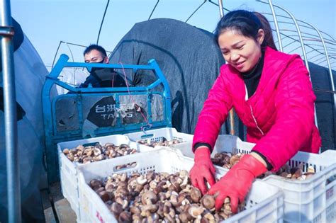 河南省光山县：花菇飘香迎新年 上游新闻 汇聚向上的力量