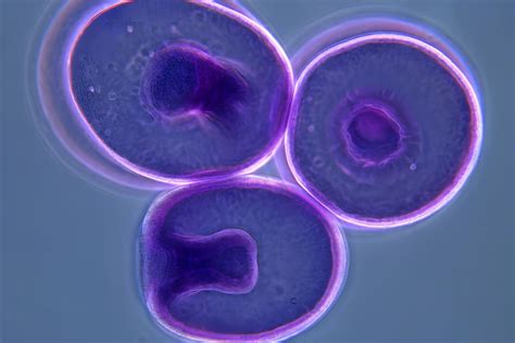 28 Facts About Ectoderm