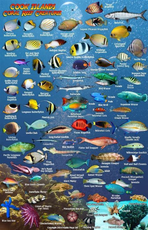 Tropical Fish Identification Guide