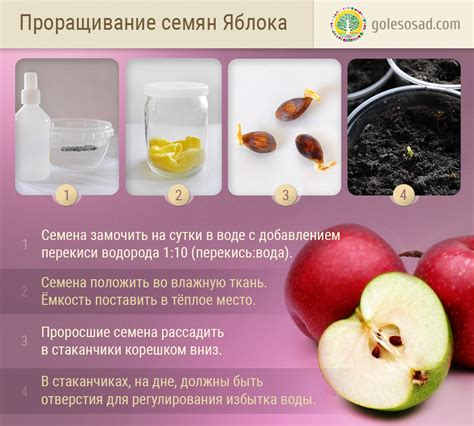 Как прорастить семена Яблока?! — Лесосад