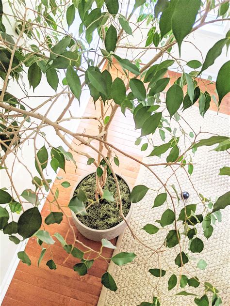 How To Successfully Repot A Ficus Tree Pure Happy Home