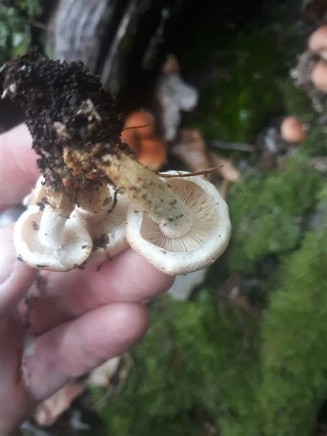 Brick Caps R Mycology