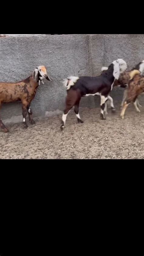 Brown Gujari Goat At Best Price In Ajmer ID 2853286358948