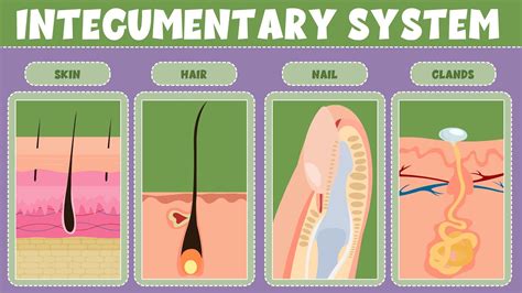 Organs Of The Integumentary System