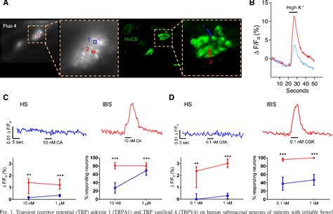 Figure 1 From Histamine Mediated Potentiation Of Transient Receptor