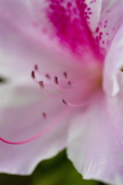 Flower Photograph By Molly Picklesimer Fine Art America