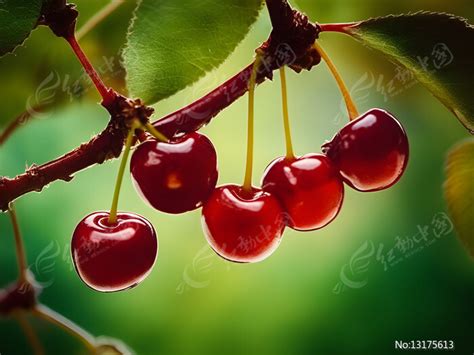 树上的樱桃ai图片下载红动中国