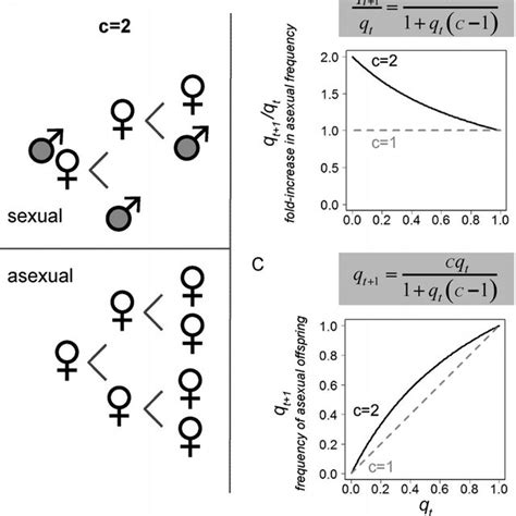 Theoretical Predictions For The Cost Of Sex A Under A Two Fold Cost