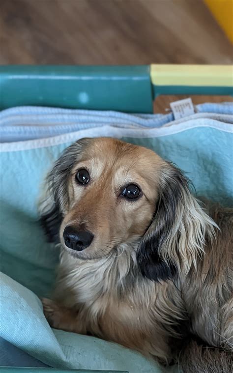 Duncan — Sunflower Dachshunds