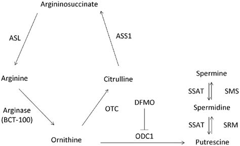 Schematic Diagram Of The Urea Cycle And Polyamine Production Ass1