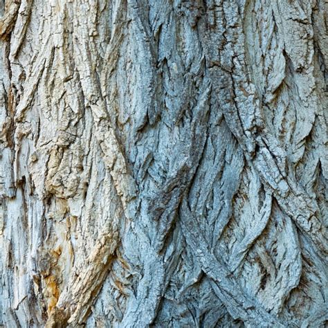 Premium Photo Full Frame Shot Of Tree Trunk